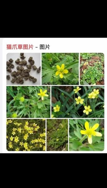 猫爪草的功效与作用主要治什么病_猫爪草能治哪些常见病-第3张图片-山城妙识 猫爪草的功效与作用主要治什么病_猫爪草能治哪些常见病-第3张图片-山城妙识