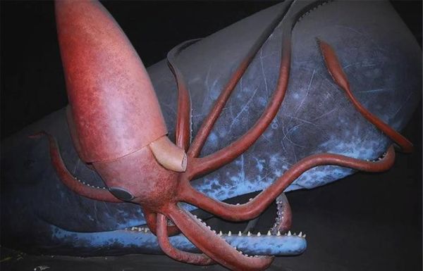 抹香鲸vs大王乌贼谁更强_深海对决真相-第1张图片-山城妙识 抹香鲸vs大王乌贼谁更强_深海对决真相-第1张图片-山城妙识