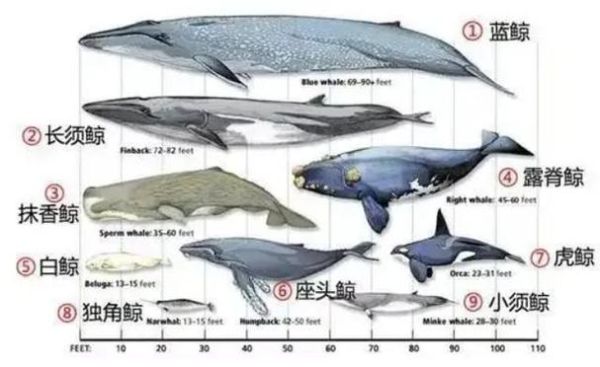 抹香鲸vs大王乌贼谁更强_深海对决真相-第3张图片-山城妙识 抹香鲸vs大王乌贼谁更强_深海对决真相-第3张图片-山城妙识