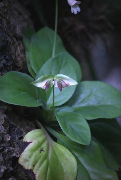 牛耳朵草有什么功效_牛耳朵草能治什么病-第2张图片-山城妙识
