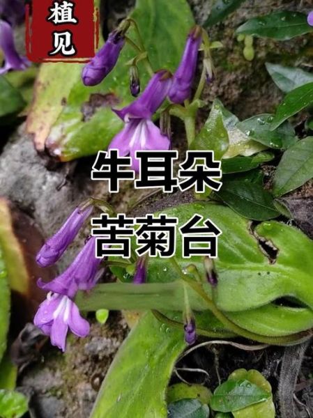 牛耳朵草有什么功效_牛耳朵草能治什么病-第1张图片-山城妙识