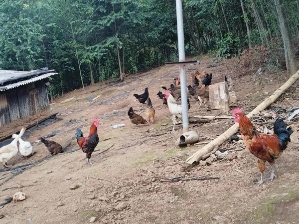 土鸡苗价格多少钱一只_土鸡苗养殖注意事项-第3张图片-山城妙识 土鸡苗价格多少钱一只_土鸡苗养殖注意事项-第3张图片-山城妙识