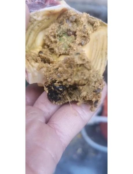 土鸡苗价格多少钱一只_土鸡苗养殖注意事项-第1张图片-山城妙识 土鸡苗价格多少钱一只_土鸡苗养殖注意事项-第1张图片-山城妙识