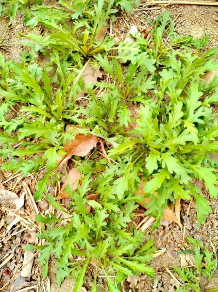 独行菜长什么样_独行菜能吃吗-第1张图片-山城妙识 独行菜长什么样_独行菜能吃吗-第1张图片-山城妙识