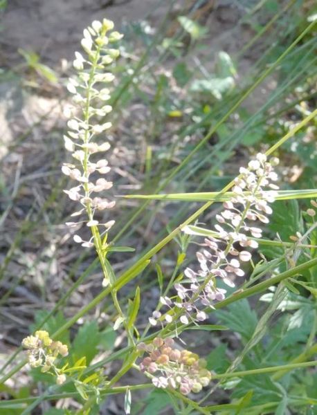 独行菜长什么样_独行菜能吃吗-第3张图片-山城妙识 独行菜长什么样_独行菜能吃吗-第3张图片-山城妙识