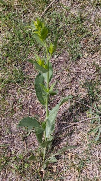 独行菜长什么样_独行菜能吃吗-第2张图片-山城妙识 独行菜长什么样_独行菜能吃吗-第2张图片-山城妙识