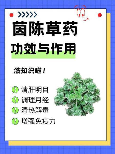 茵陈的功效与作用_茵陈能长期泡水喝吗-第2张图片-山城妙识