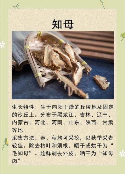 知母的功效与作用_知母主治哪些疾病-第3张图片-山城妙识 知母的功效与作用_知母主治哪些疾病-第3张图片-山城妙识