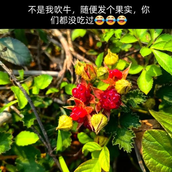 红树莓的功效与作用_红树莓的禁忌有哪些-第2张图片-山城妙识 红树莓的功效与作用_红树莓的禁忌有哪些-第2张图片-山城妙识