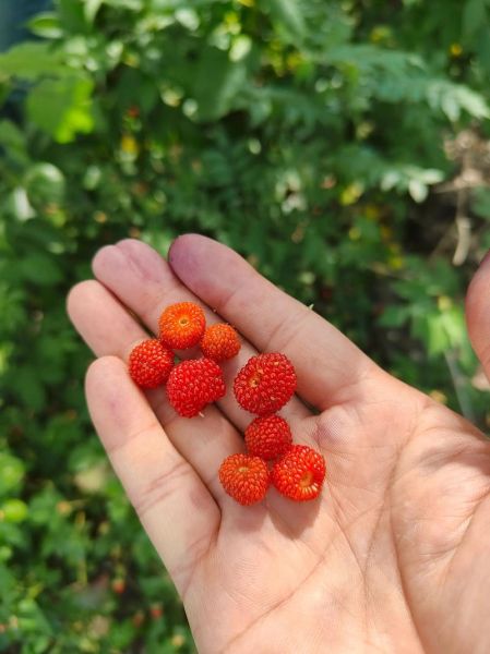 红树莓的功效与作用_红树莓的禁忌有哪些-第1张图片-山城妙识 红树莓的功效与作用_红树莓的禁忌有哪些-第1张图片-山城妙识