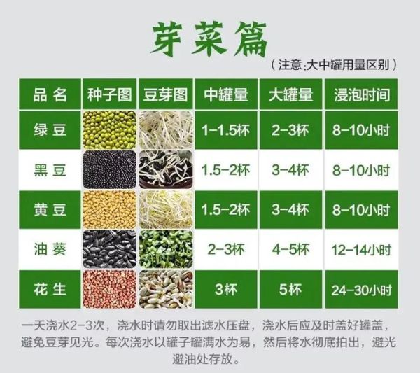 生豆芽怎么发_生豆芽的步骤与方法-第3张图片-山城妙识 生豆芽怎么发_生豆芽的步骤与方法-第3张图片-山城妙识