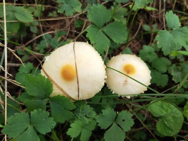 红伞伞白杆杆是什么蘑菇_中毒后怎么办-第2张图片-山城妙识 红伞伞白杆杆是什么蘑菇_中毒后怎么办-第2张图片-山城妙识