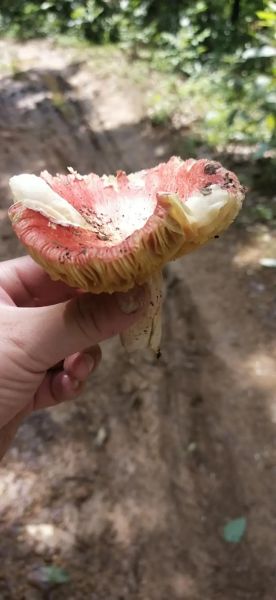 红伞伞白杆杆是什么蘑菇_中毒后怎么办-第3张图片-山城妙识 红伞伞白杆杆是什么蘑菇_中毒后怎么办-第3张图片-山城妙识