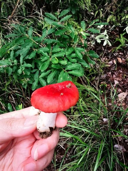 红伞伞白杆杆是什么蘑菇_中毒后怎么办-第1张图片-山城妙识 红伞伞白杆杆是什么蘑菇_中毒后怎么办-第1张图片-山城妙识