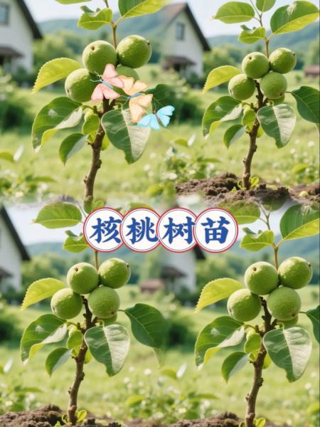 山核桃树几年结果_山核桃树怎么种植-第2张图片-山城妙识