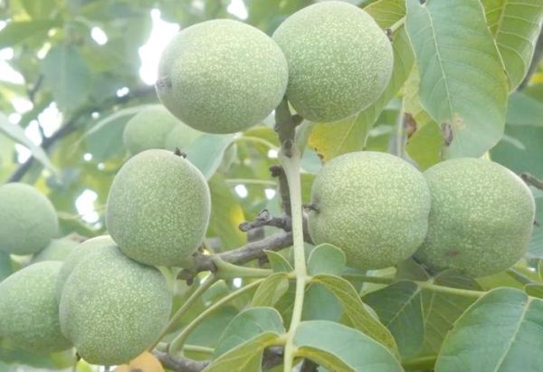 山核桃树几年结果_山核桃树怎么种植-第3张图片-山城妙识