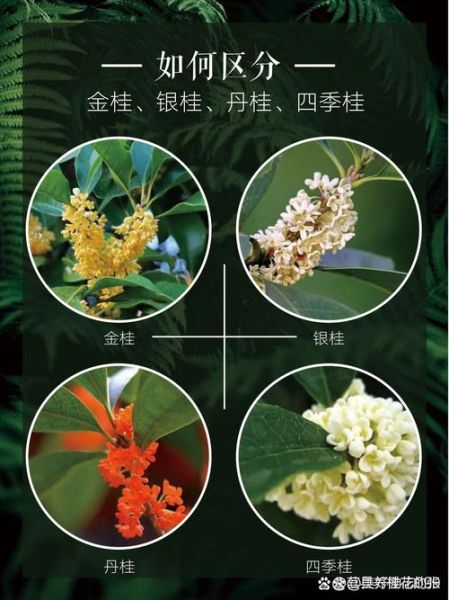 桂花图片大全及价格_桂花品种价格表-第1张图片-山城妙识