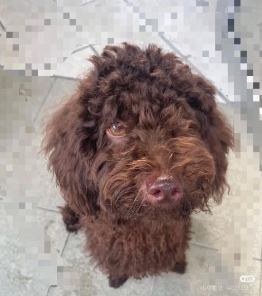 巧克力色泰迪价格多少钱_巧克力色泰迪掉毛吗-第1张图片-山城妙识 巧克力色泰迪价格多少钱_巧克力色泰迪掉毛吗-第1张图片-山城妙识