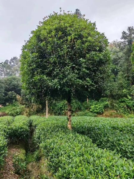 桂花图片大全及价格_桂花品种价格表-第2张图片-山城妙识