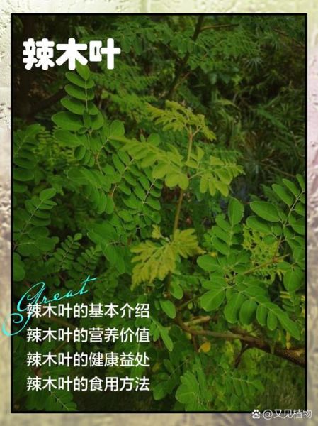 辣木叶的功效与作用_辣木叶怎么吃效果最好-第2张图片-山城妙识