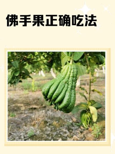 佛手怎么吃_佛手果怎么吃才好吃-第1张图片-山城妙识
