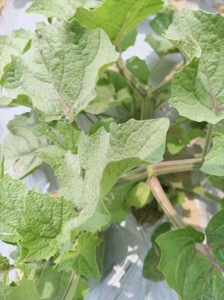 灯笼果多少钱一斤_灯笼果价格行情-第1张图片-山城妙识