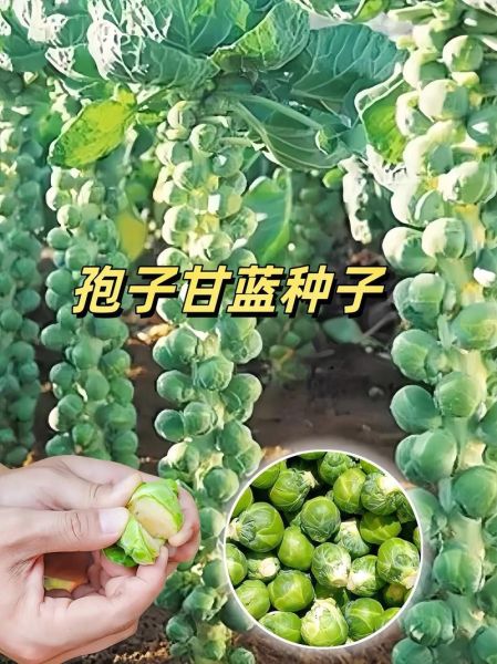孢子甘蓝杂粮炒饭怎么做_孢子甘蓝杂粮炒饭热量高吗-第3张图片-山城妙识 孢子甘蓝杂粮炒饭怎么做_孢子甘蓝杂粮炒饭热量高吗-第3张图片-山城妙识