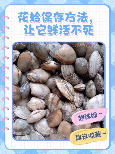 花蛤怎么清洗_水煮花蛤要多久-第1张图片-山城妙识 花蛤怎么清洗_水煮花蛤要多久-第1张图片-山城妙识