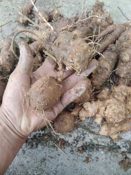 山海螺图片_山海螺长什么样-第1张图片-山城妙识 山海螺图片_山海螺长什么样-第1张图片-山城妙识