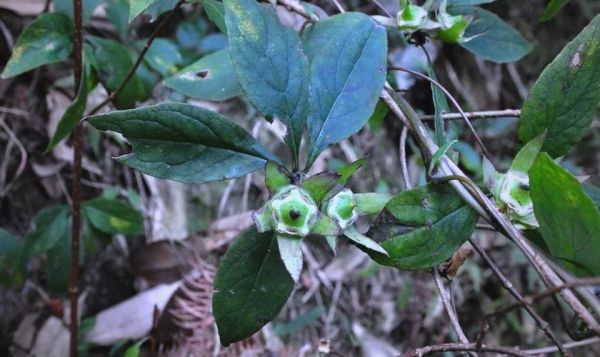 山海螺图片_山海螺长什么样-第3张图片-山城妙识 山海螺图片_山海螺长什么样-第3张图片-山城妙识