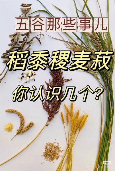 五谷丰登是哪五谷_五谷具体指什么-第1张图片-山城妙识 五谷丰登是哪五谷_五谷具体指什么-第1张图片-山城妙识