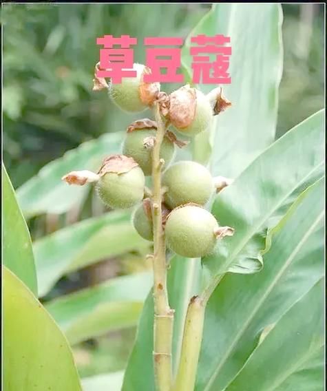 草豆蔻与肉豆蔻的区别_哪个更适合炖肉-第2张图片-山城妙识