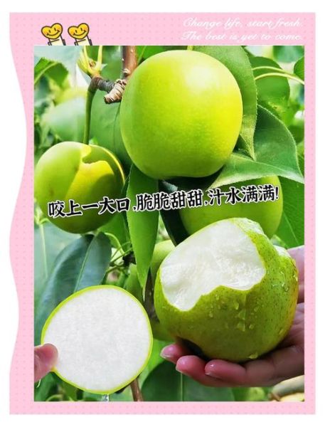 青皮梨怎么吃_青皮梨的功效与作用-第2张图片-山城妙识