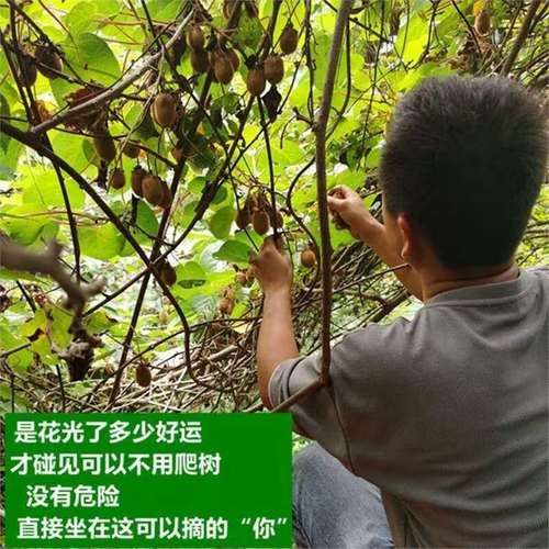 野生猕猴桃图片大全_如何辨别真假-第2张图片-山城妙识 野生猕猴桃图片大全_如何辨别真假-第2张图片-山城妙识