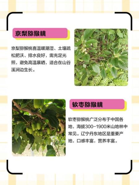 野生猕猴桃图片大全_如何辨别真假-第1张图片-山城妙识 野生猕猴桃图片大全_如何辨别真假-第1张图片-山城妙识