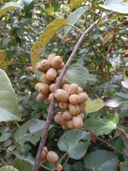 野生猕猴桃图片大全_如何辨别真假-第3张图片-山城妙识 野生猕猴桃图片大全_如何辨别真假-第3张图片-山城妙识