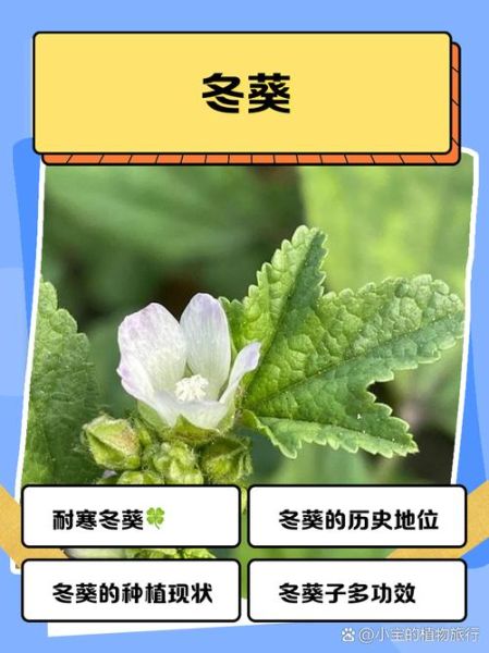 冬葵的功效与作用_冬葵怎么吃最营养-第1张图片-山城妙识