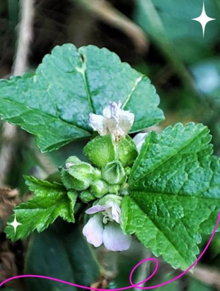 冬葵的功效与作用_冬葵怎么吃最营养-第3张图片-山城妙识