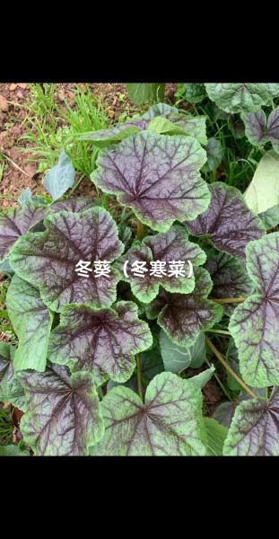 冬葵的功效与作用_冬葵怎么吃最营养-第2张图片-山城妙识