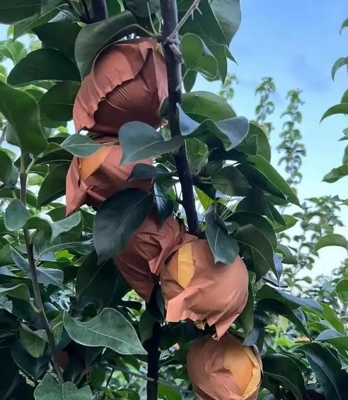 丰水梨产地哪里好_丰水梨和秋月梨哪个甜-第1张图片-山城妙识