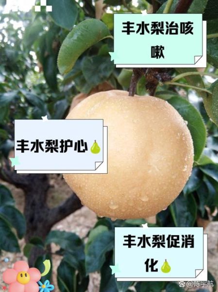丰水梨产地哪里好_丰水梨和秋月梨哪个甜-第3张图片-山城妙识