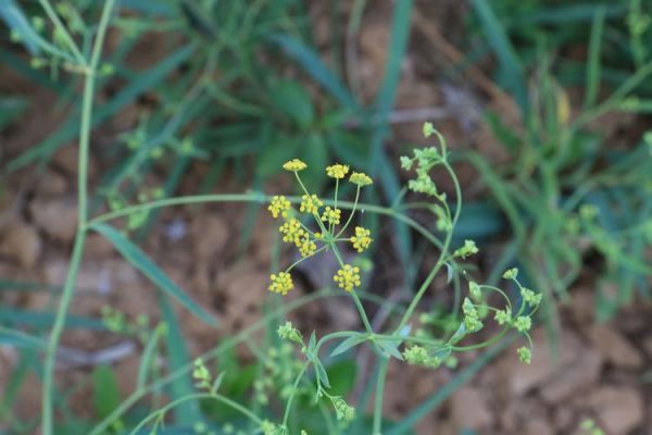 柴胡图片大全高清图片_如何辨别真假柴胡-第2张图片-山城妙识