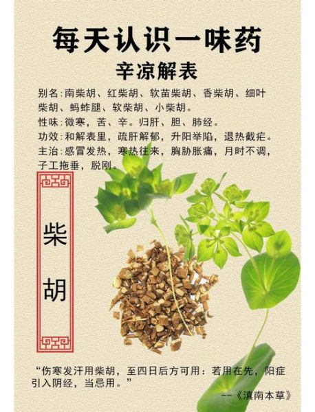 柴胡图片大全高清图片_如何辨别真假柴胡-第1张图片-山城妙识