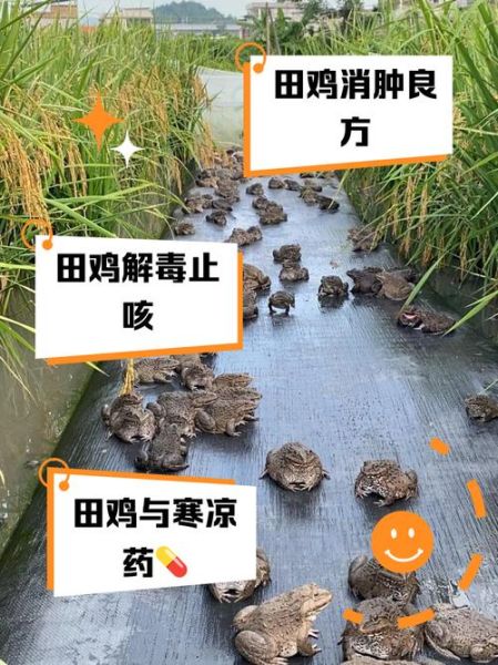 野生田鸡的营养价值_野生田鸡吃了有什么好处-第1张图片-山城妙识 野生田鸡的营养价值_野生田鸡吃了有什么好处-第1张图片-山城妙识