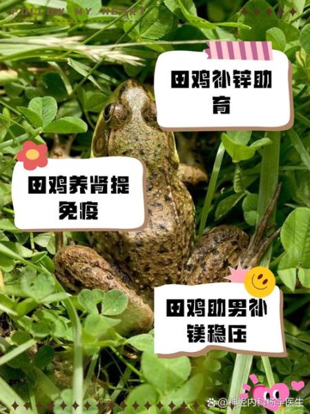 野生田鸡的营养价值_野生田鸡吃了有什么好处-第2张图片-山城妙识 野生田鸡的营养价值_野生田鸡吃了有什么好处-第2张图片-山城妙识