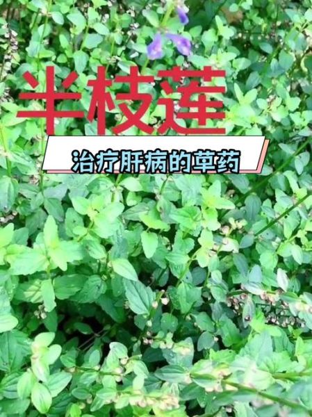 肝炎吃什么草药最有效_肝炎克星草药有哪些-第2张图片-山城妙识