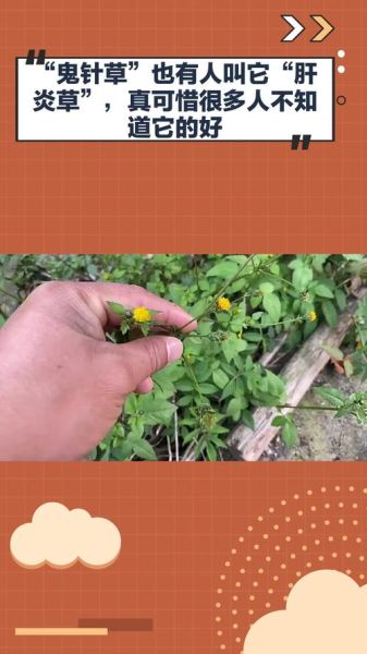 肝炎吃什么草药最有效_肝炎克星草药有哪些-第1张图片-山城妙识