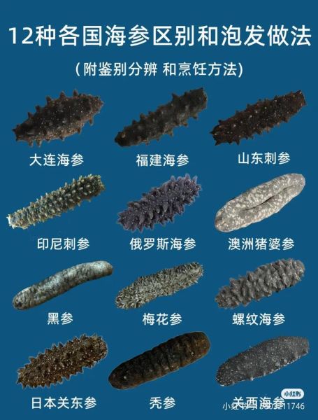 海参价格多少一个_海参多少钱一只-第1张图片-山城妙识 海参价格多少一个_海参多少钱一只-第1张图片-山城妙识