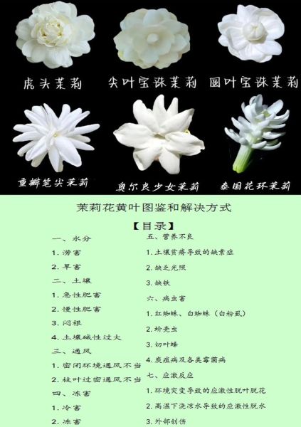 茉莉花图片真实照片_如何辨别真假-第1张图片-山城妙识 茉莉花图片真实照片_如何辨别真假-第1张图片-山城妙识