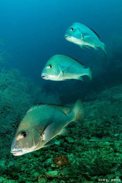 深海鱼图片怎么拍_深海鱼长什么样-第2张图片-山城妙识 深海鱼图片怎么拍_深海鱼长什么样-第2张图片-山城妙识